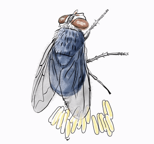 Francisca Veas | Calliphora vicina (mosca azul)