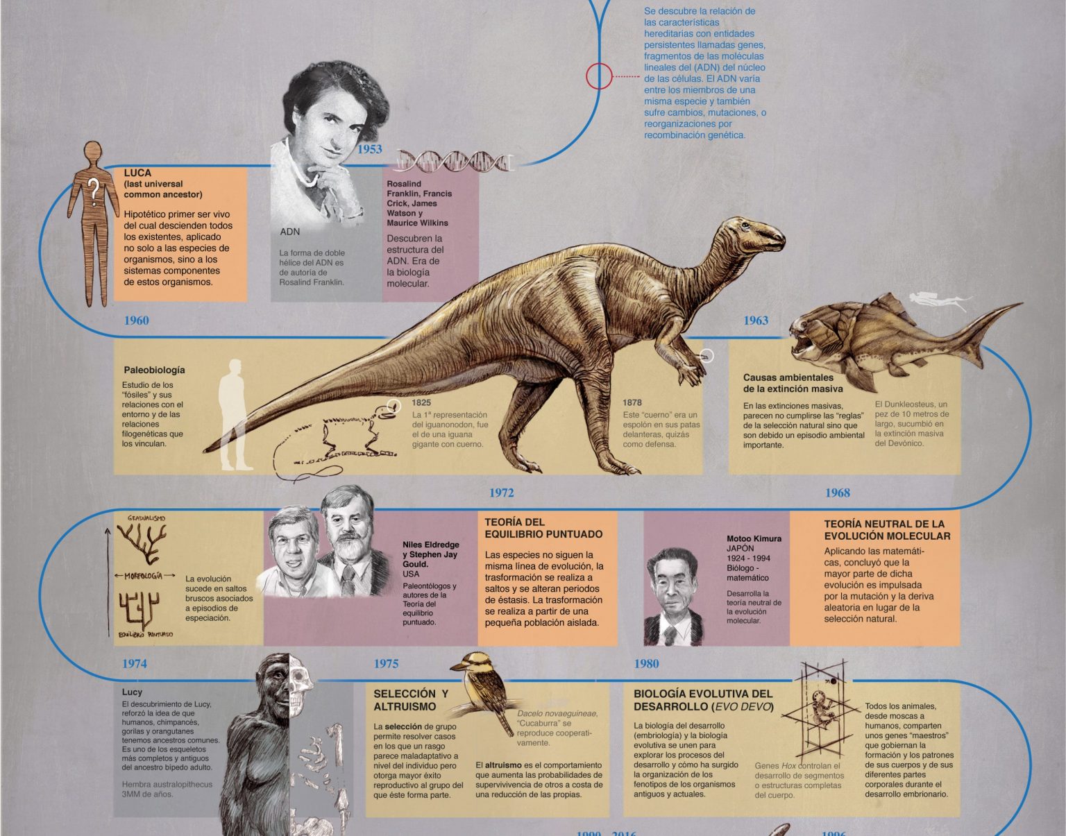 Francisca Veas | Evolución Biológica